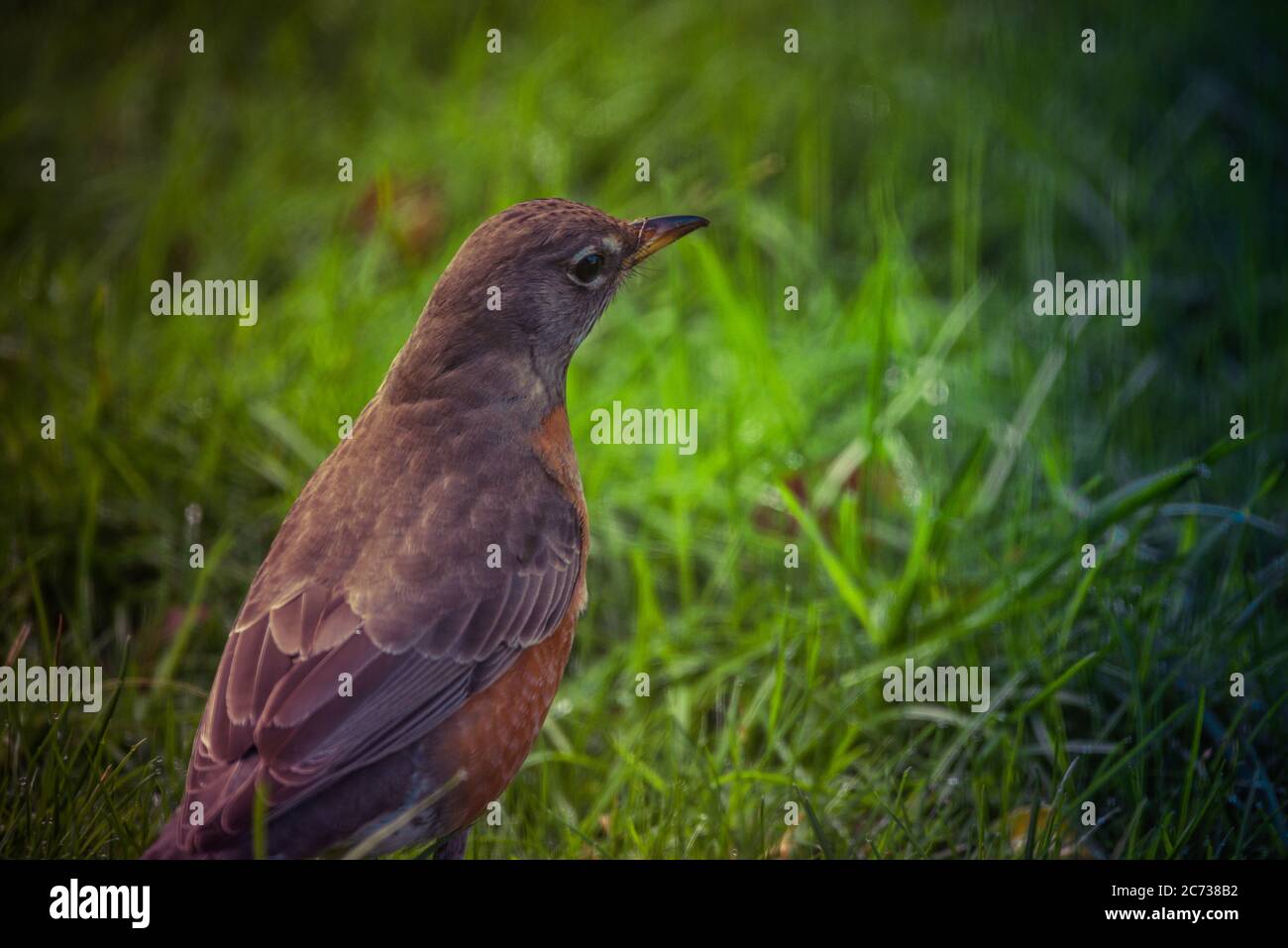Backside of Beautiful bird with brown feathers in high grass Stock ...