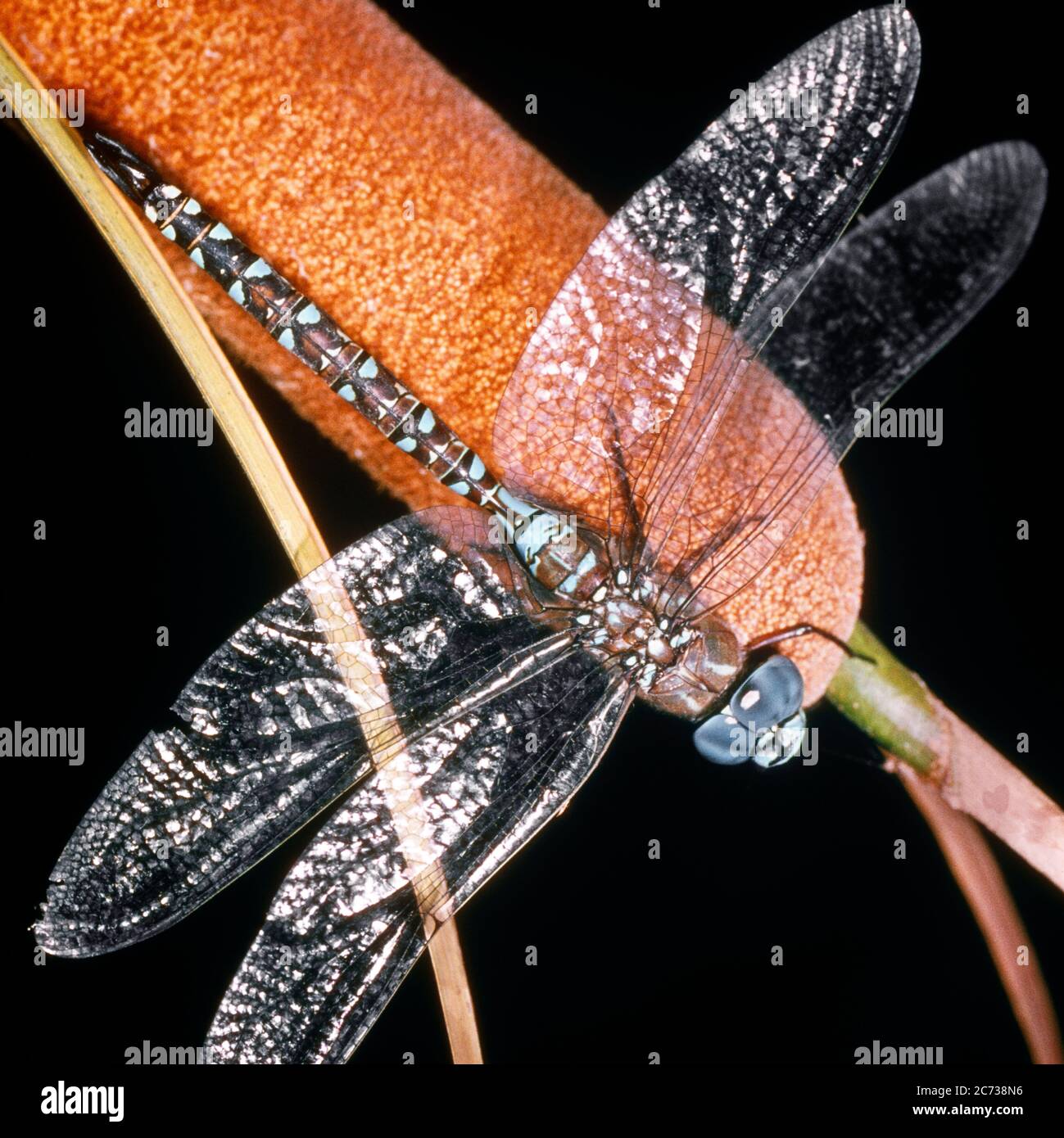 Lan001 hi-res stock photography and images - Alamy