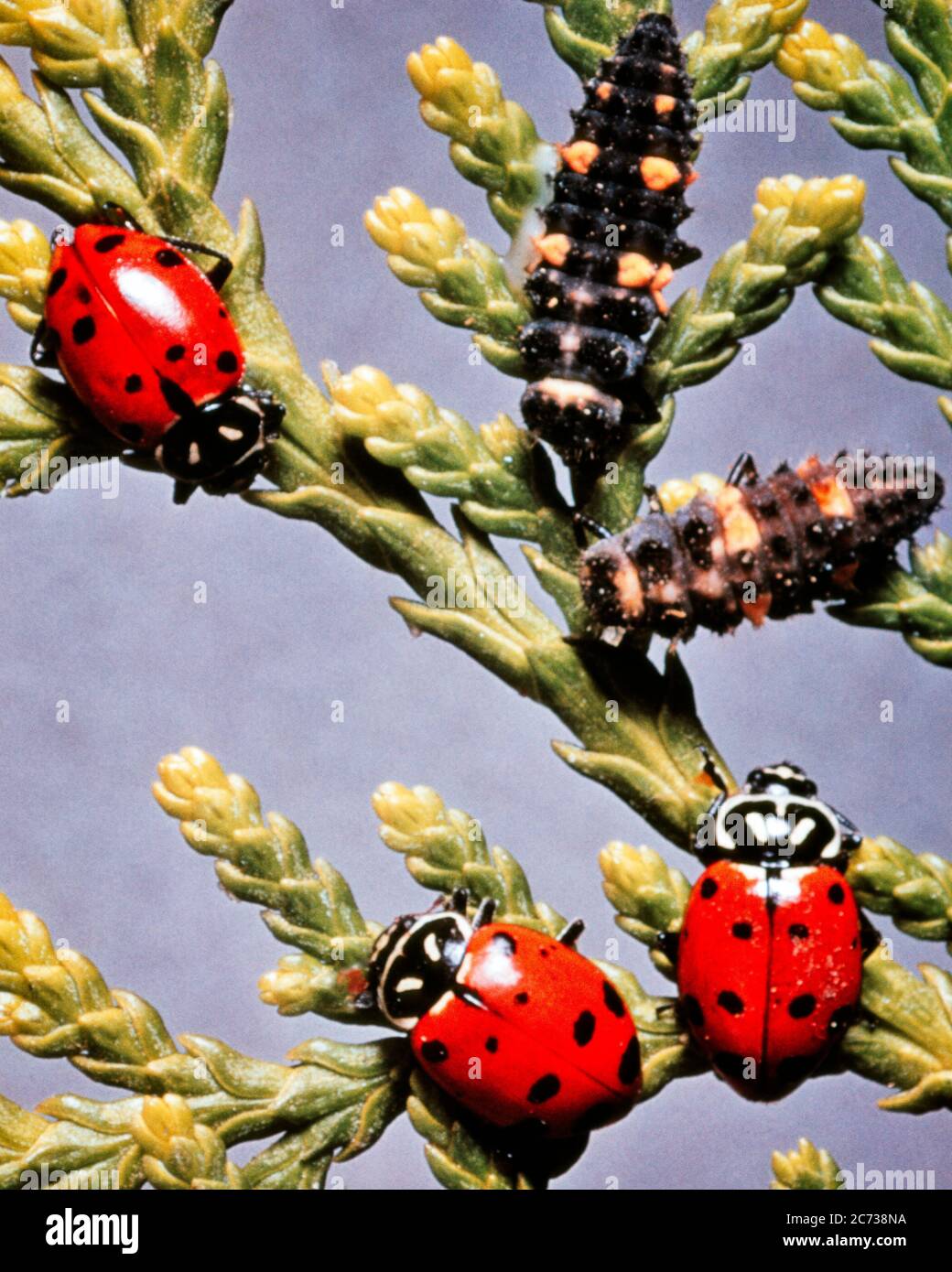 1960s 1970s THREE ADULT LADYBIRD / EUROPE LADYBUG / NORTH AMERICA ...