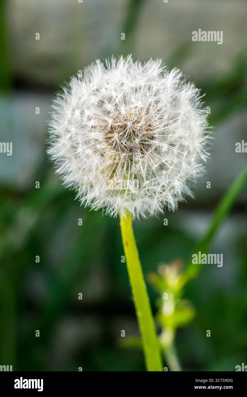 Dandelion uk garden hi-res stock photography and images - Alamy