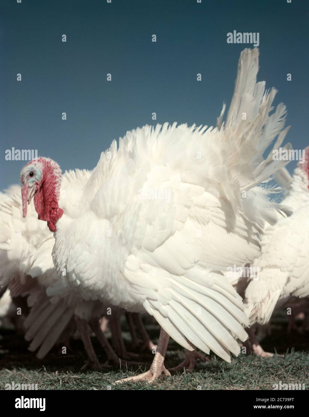 1950s WHITE DOMESTIC TOM TURKEY DISPLAYING - kt164 HEL001 HARS BIPEDAL ...