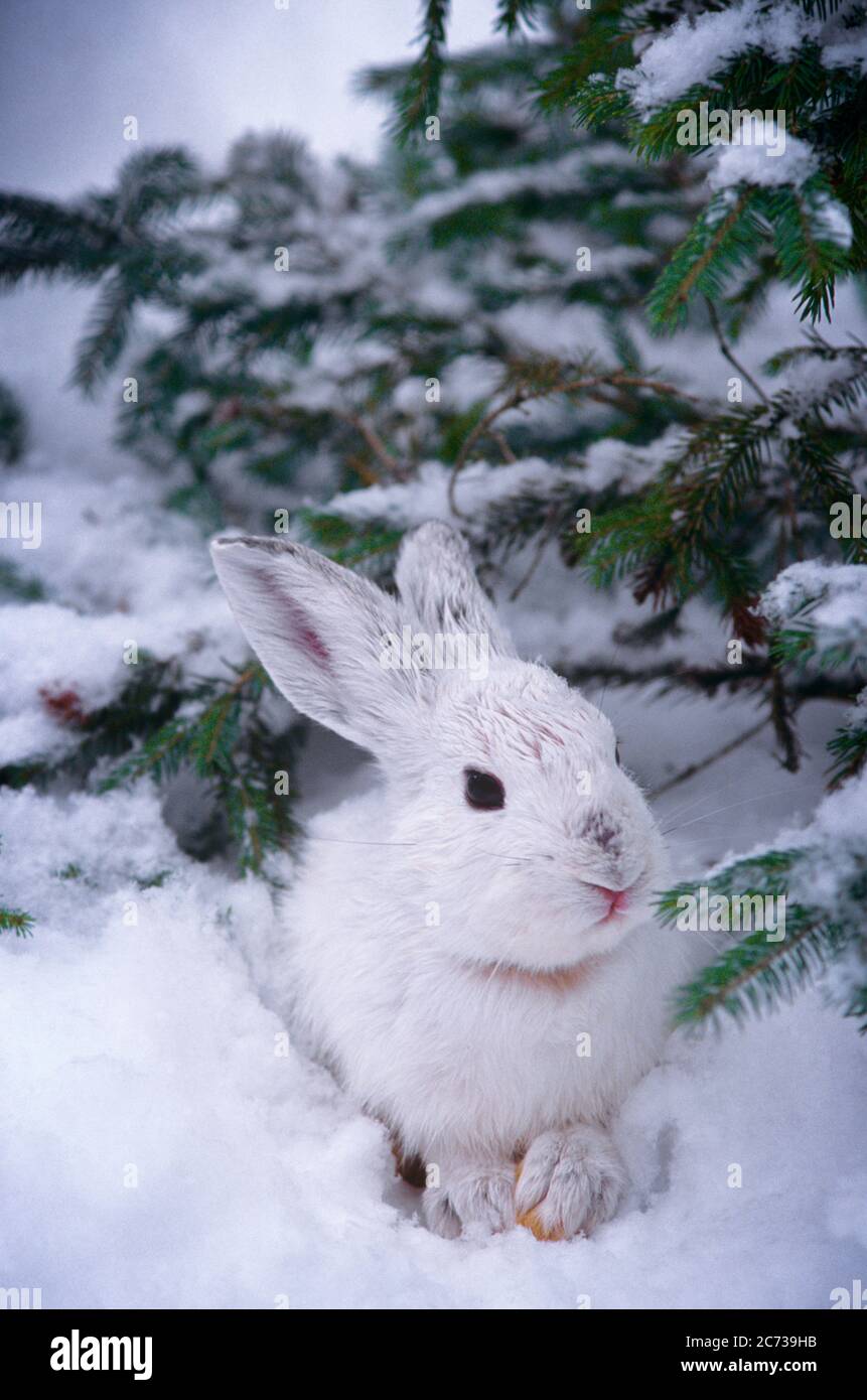 1990s SNOWSHOE HARE Lepus americanus IN WINTER COAT UNDER A PINE BRANCH ...