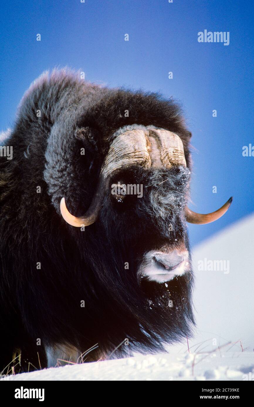 1990s SINGLE BULL MUSK OX Ovibos moschatus LOOKING AT CAMERA STANDING ...