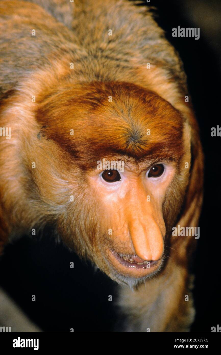 Vintage monkey portrait hi-res stock photography and images - Alamy