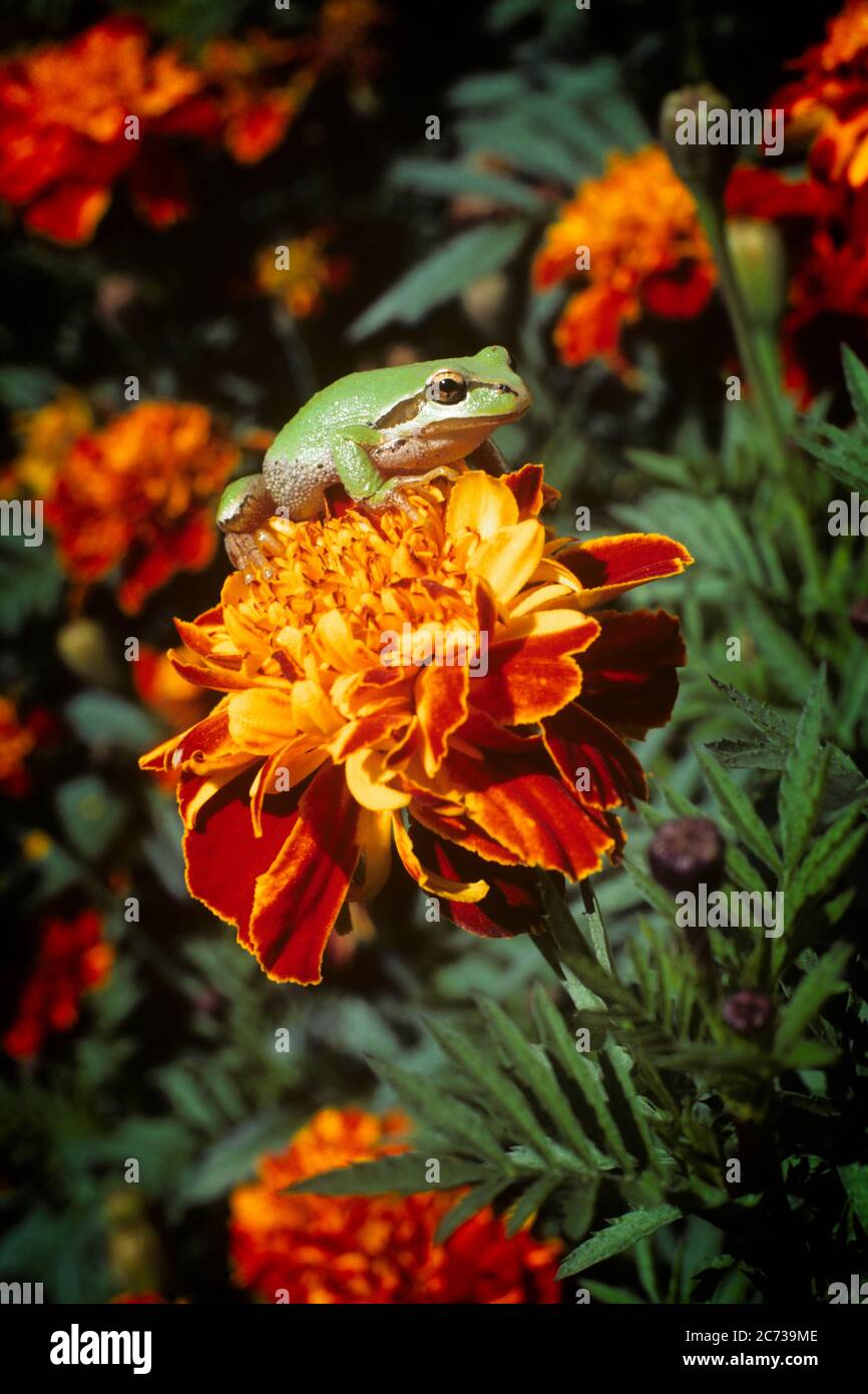 1990s SINGLE PACIFIC TREE FROG Pseudacris regilla ON MARIGOLD FLOWER ...