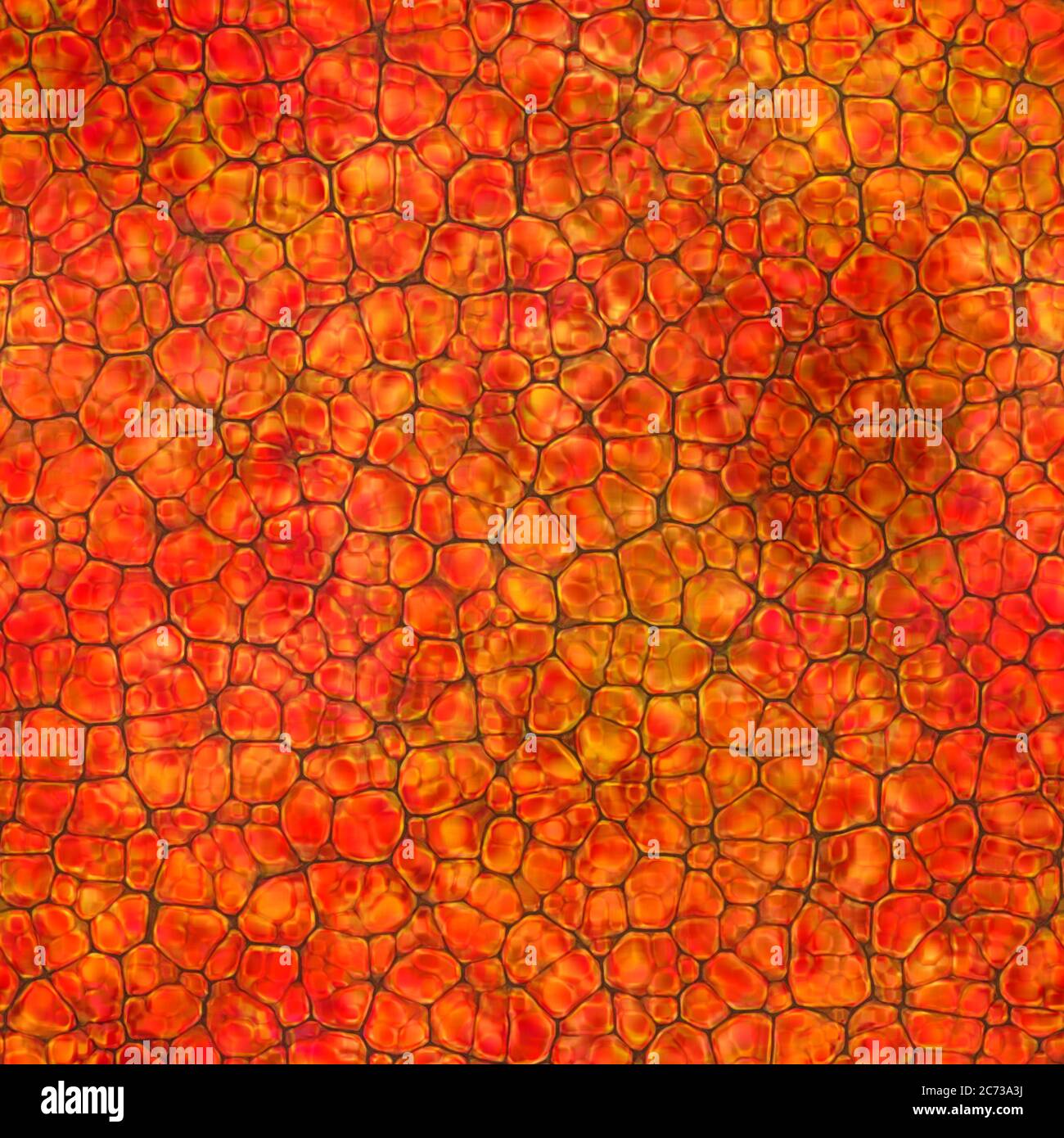 Cartoon seamless texture of color fantasy cobble stone ground pavement ...