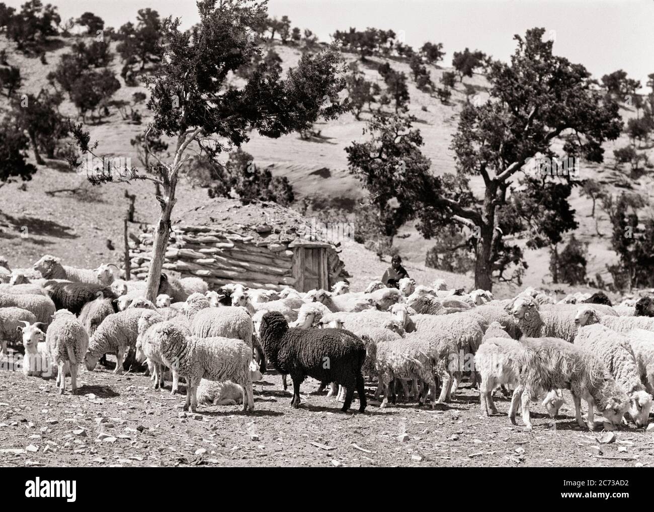 1930s 1940s FLOCK OF BLACK AND WHITE SHEEP RAISED BY NATIVE AMERICAN ...