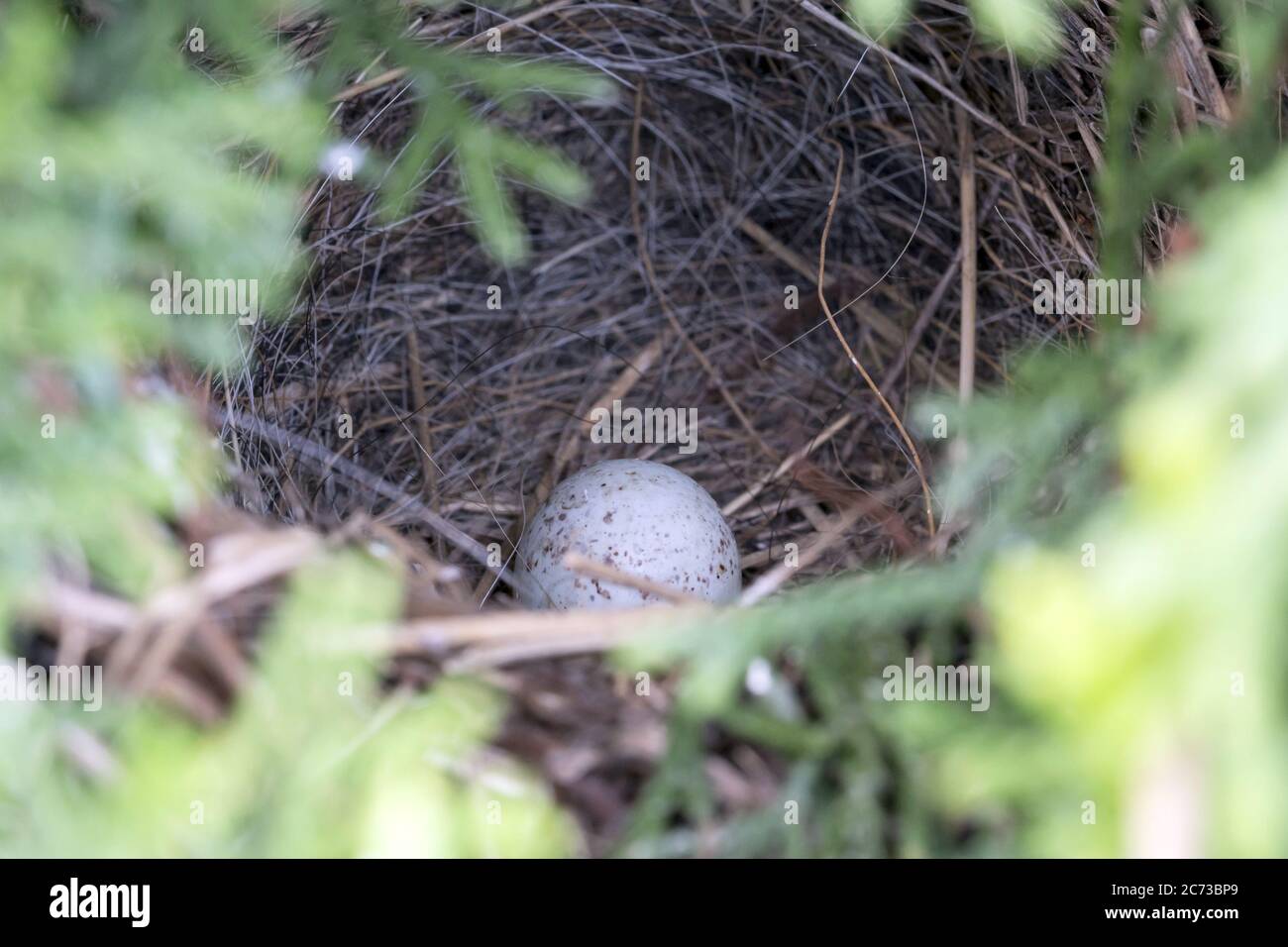 Small Birds Nest with Egg Hidden in Tree Stock Photo - Alamy