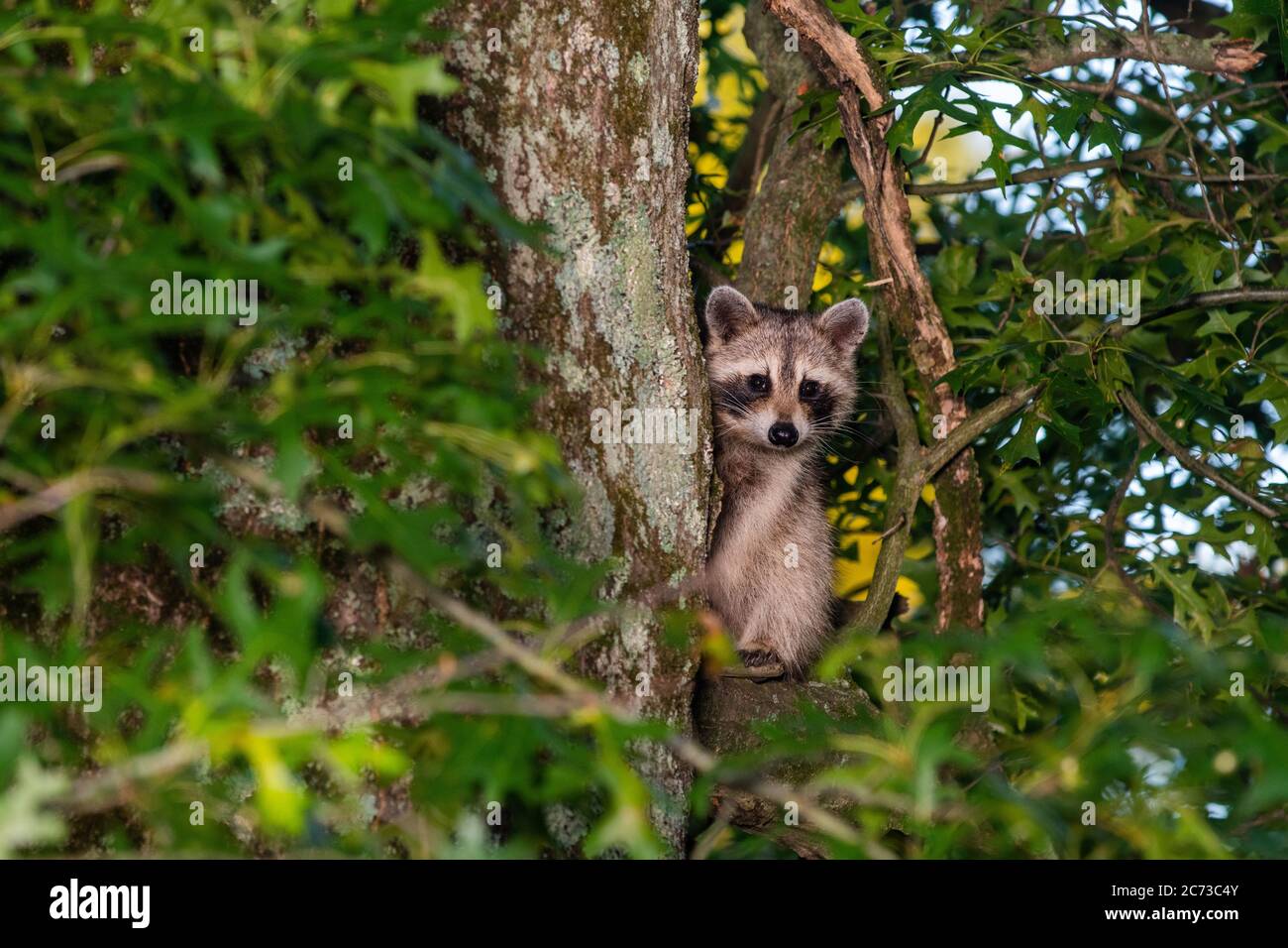 Peeking around tree hi-res stock photography and images - Alamy