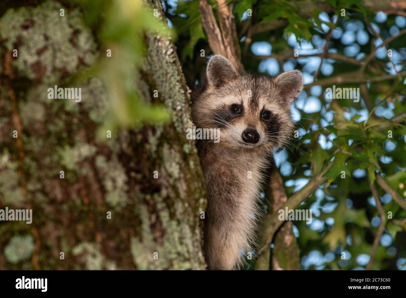Raccoon in tree hi-res stock photography and images - Alamy
