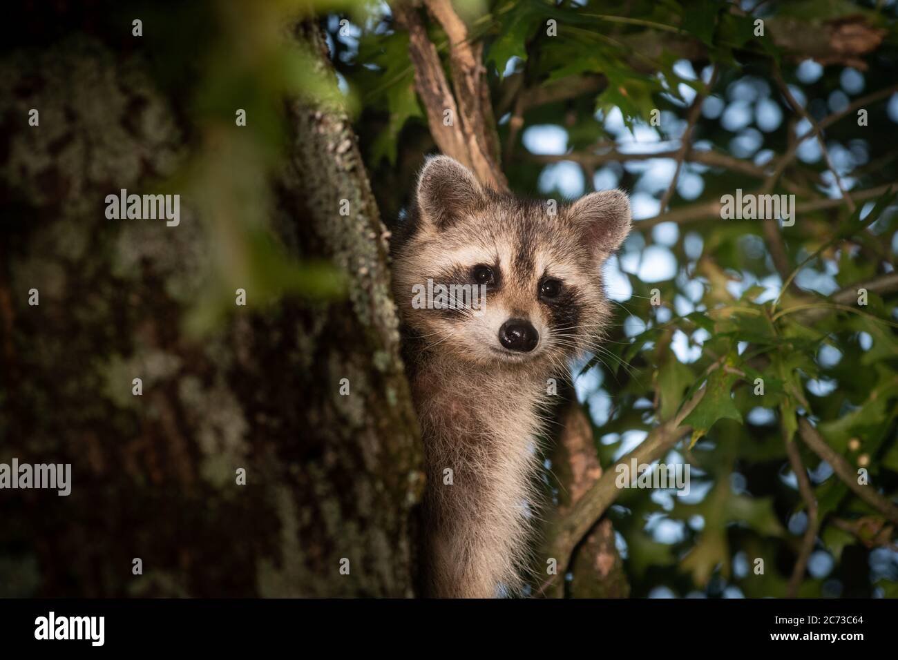 Peeking around tree hi-res stock photography and images - Alamy