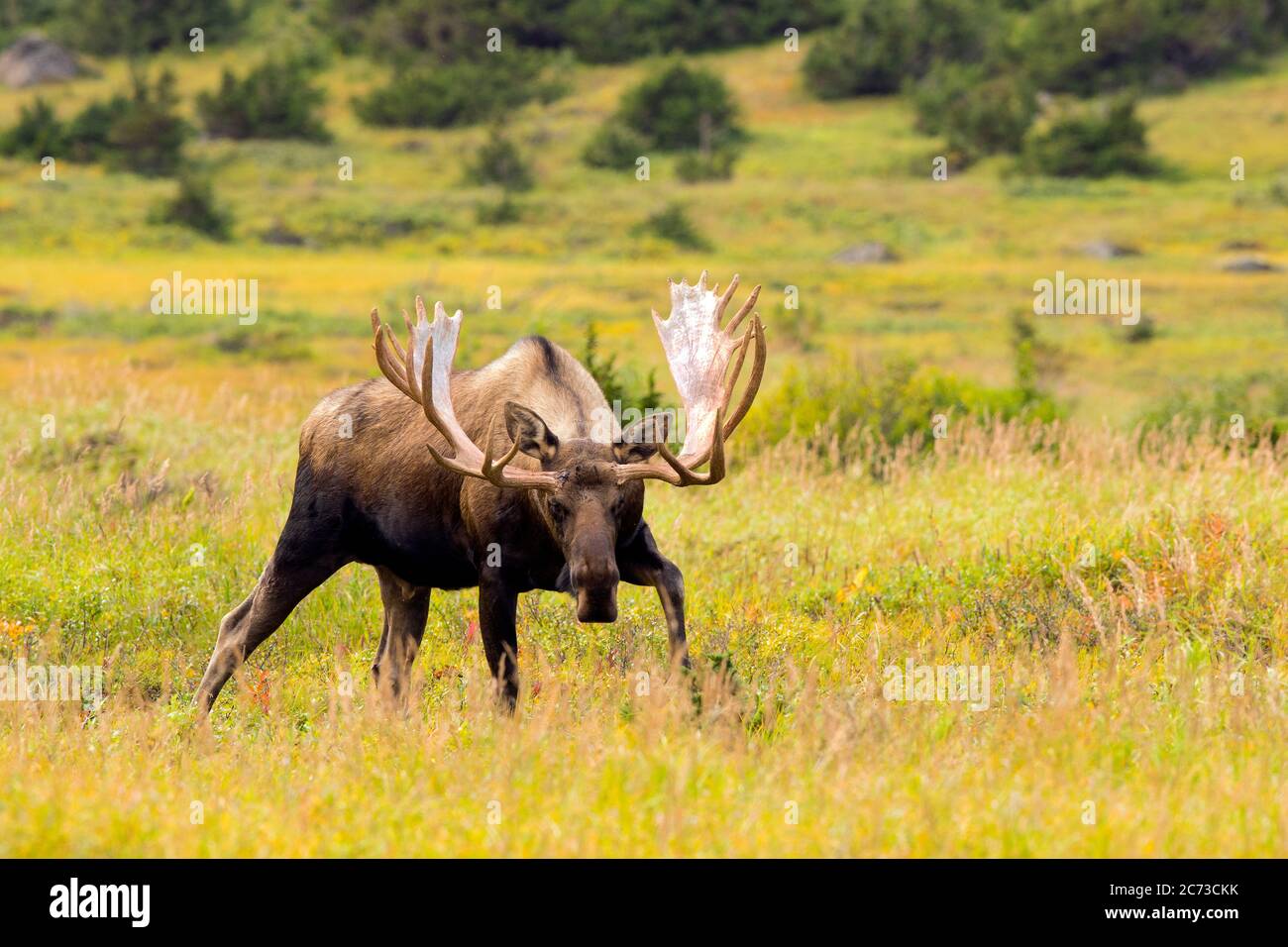 Giant Moose High Resolution Stock Photography and Images - Alamy