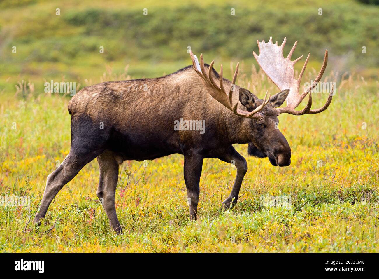 America Bull Moose