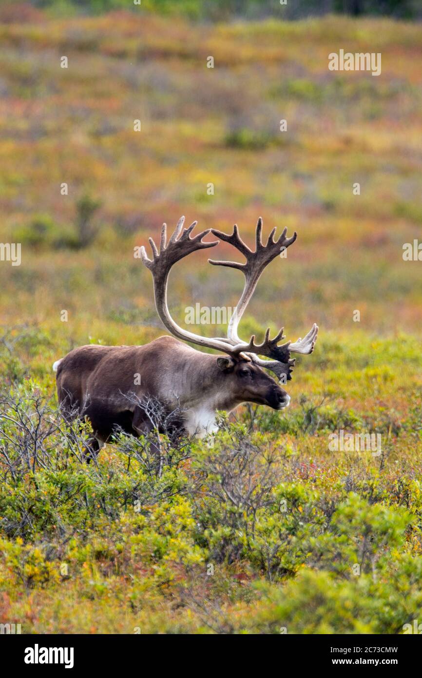 Bull caribou in velvet Stock Photo - Alamy