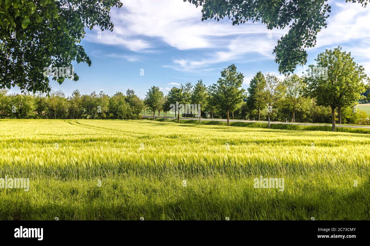 Tree Avenue with country road and grain field Stock Photo - Alamy