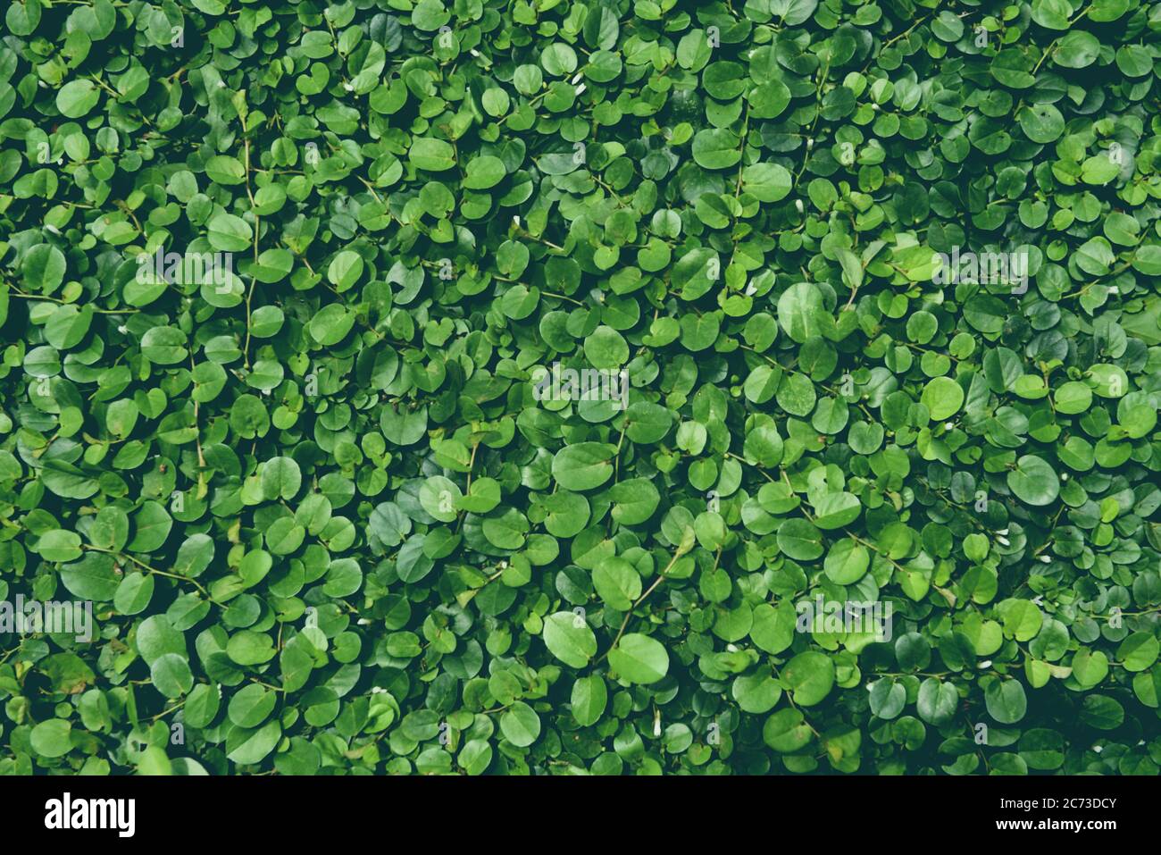 texture beautiful natural green background , top view / plant ...