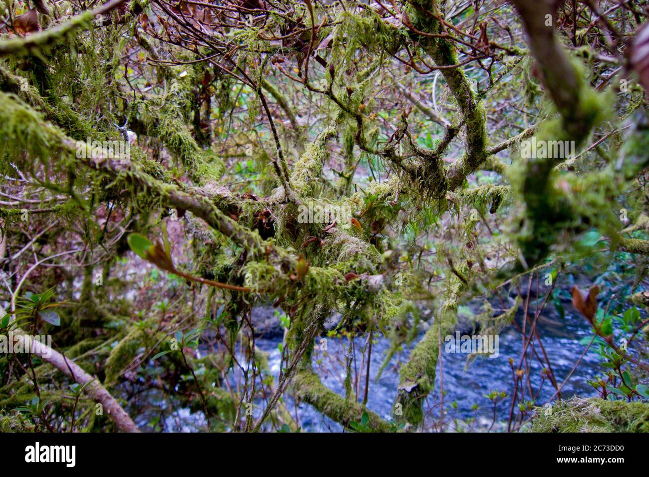Twisty, twisted branches, covered in moss, tree, bush, maze, mess ...