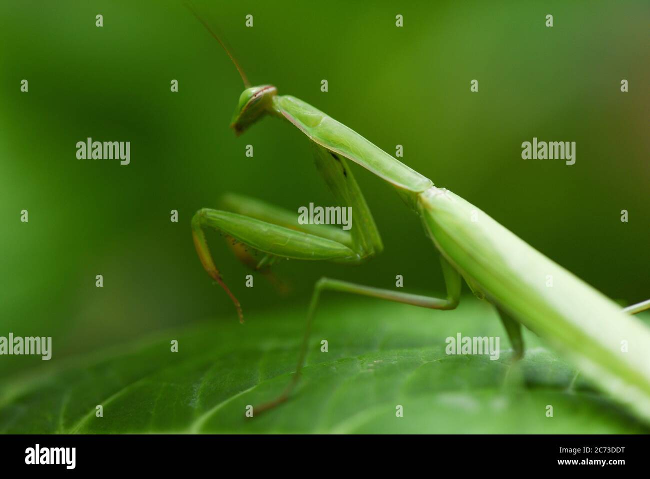 Female european Mantis or Praying Mantis religiosa on leaf on nature ...