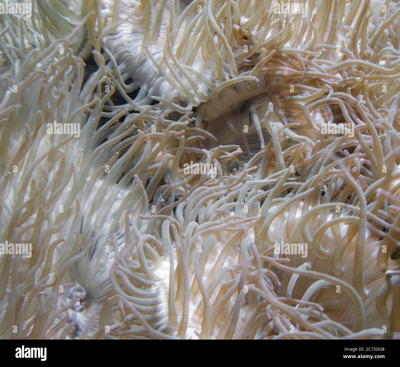 Poisonous to touch hi-res stock photography and images - Alamy