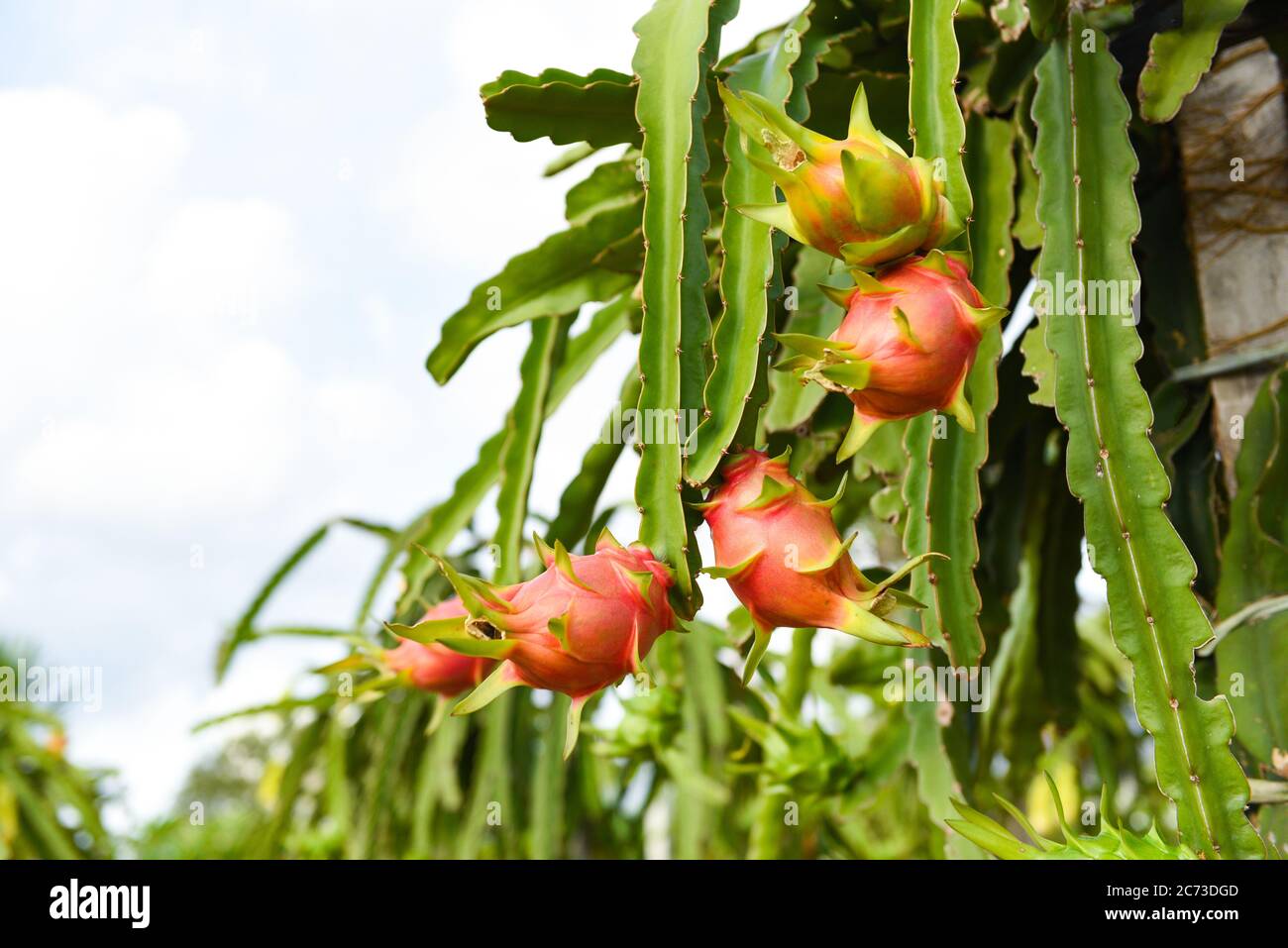 Dragon fruit on tree plant / ripe dragon fruit garden the product ...