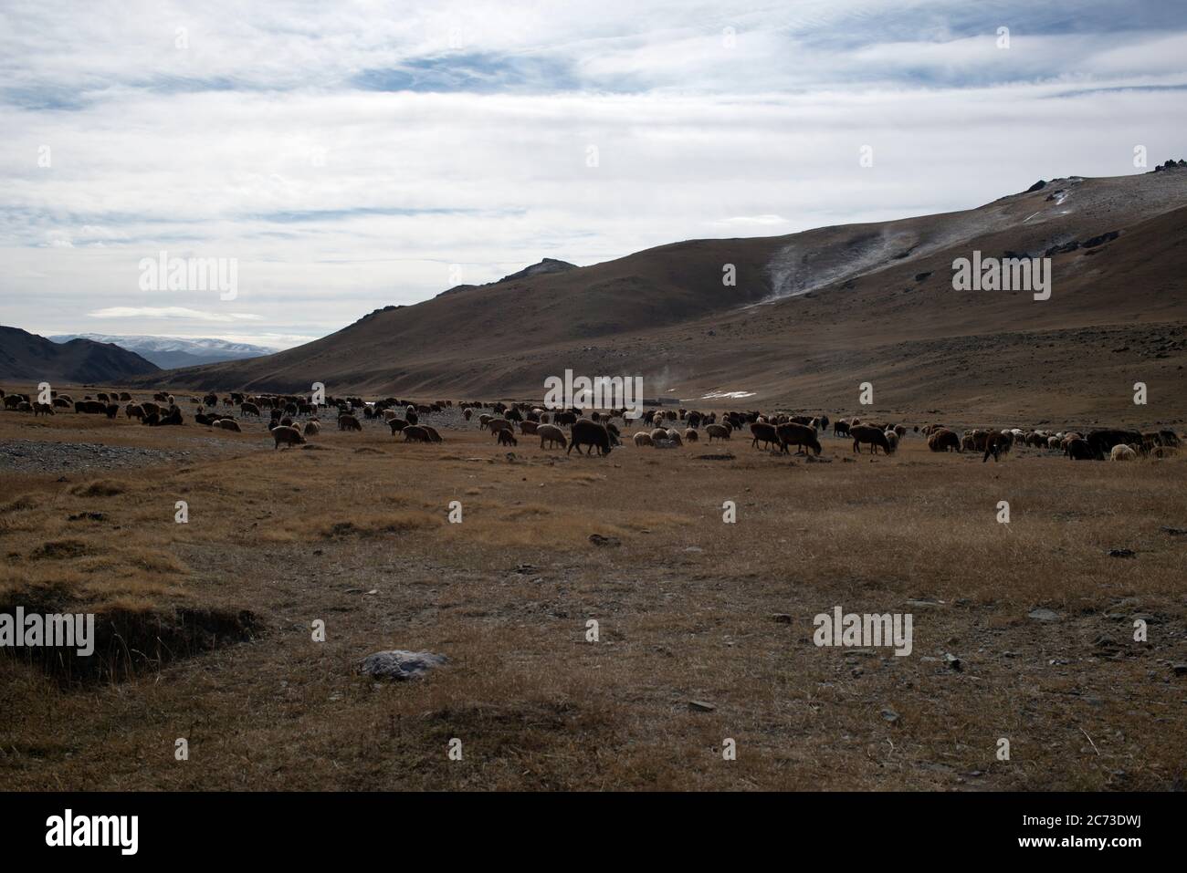 The vast wilderness of the Altai Mountains in western Mongolia is home ...