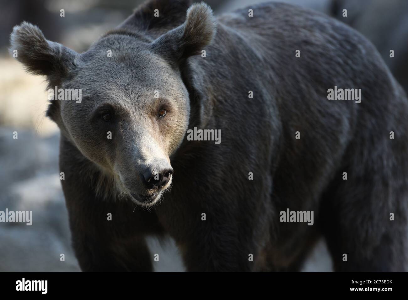 Iucn listed least concern hi-res stock photography and images - Alamy