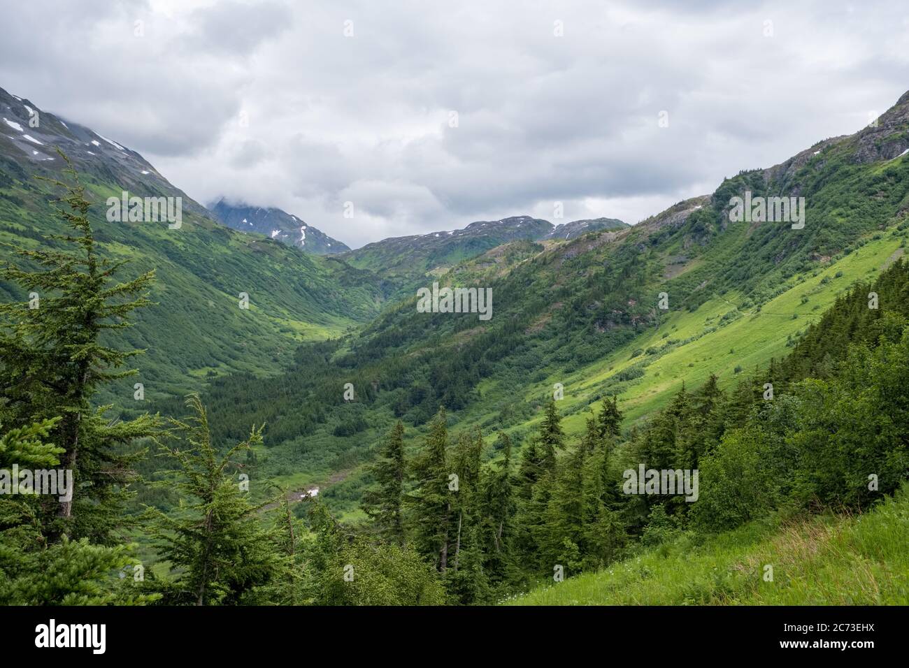 Thick forest on the valley floor Stock Photo - Alamy