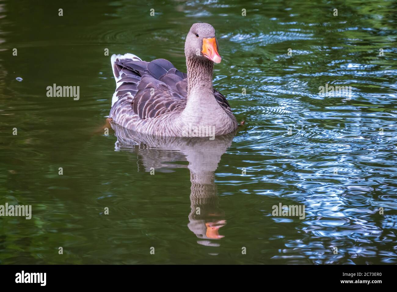 Wild gray goose swims in a lake with green water. The greylag goose ...