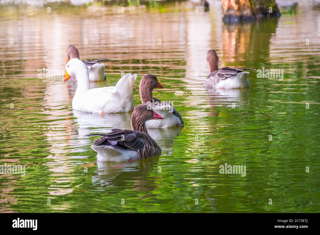 Five geese - four gray and one white - swim in the lake with green ...