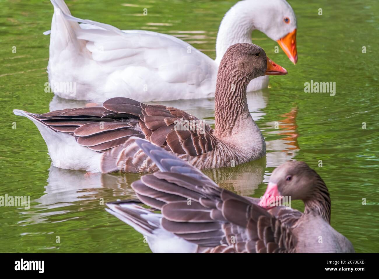 Three geese - two gray and one white - swim in the lake with green ...