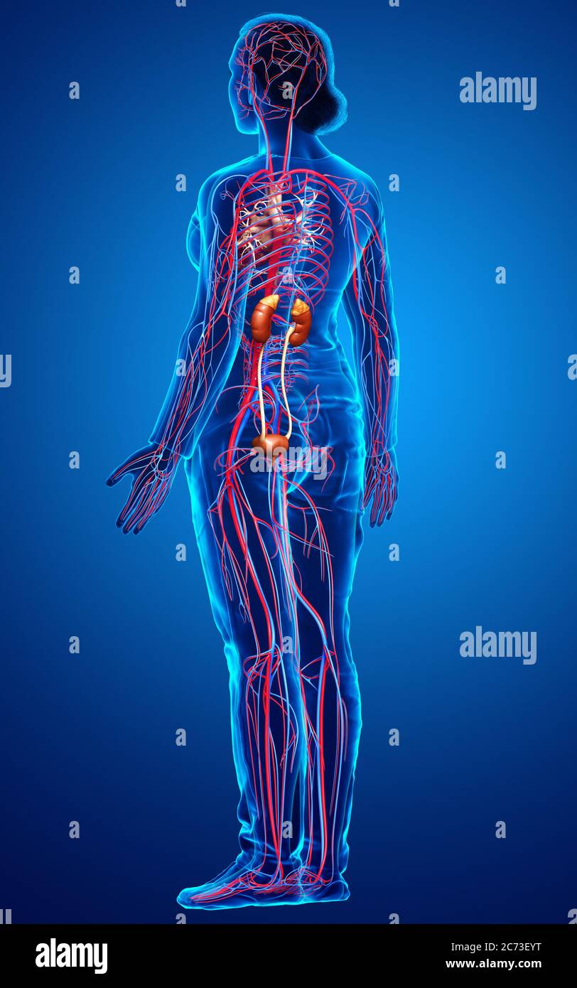 3d rendered, medically accurate illustration of the female kidneys and ...