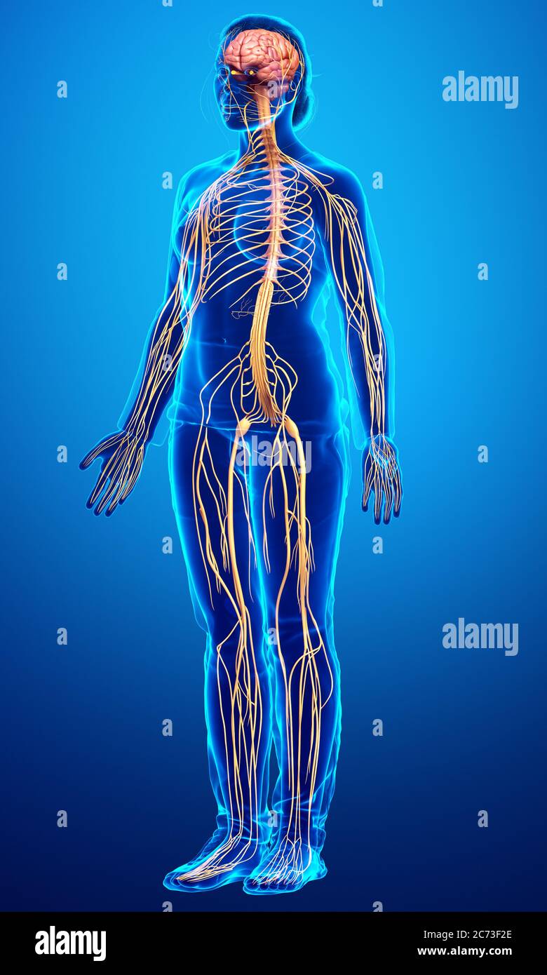 3d rendered medically accurate illustration of a female nervous system ...