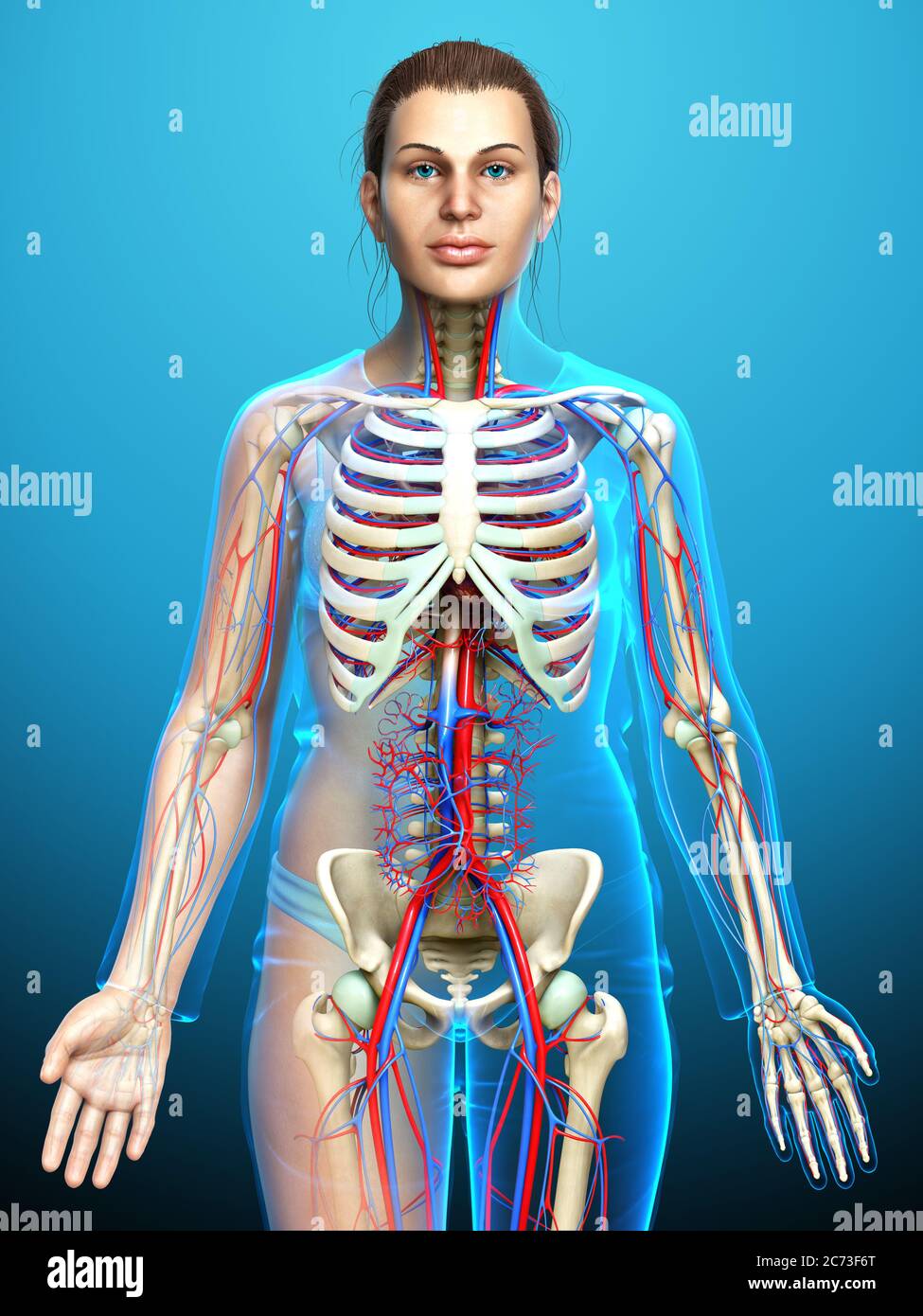 3d rendered medically accurate illustration of the female circulatory ...