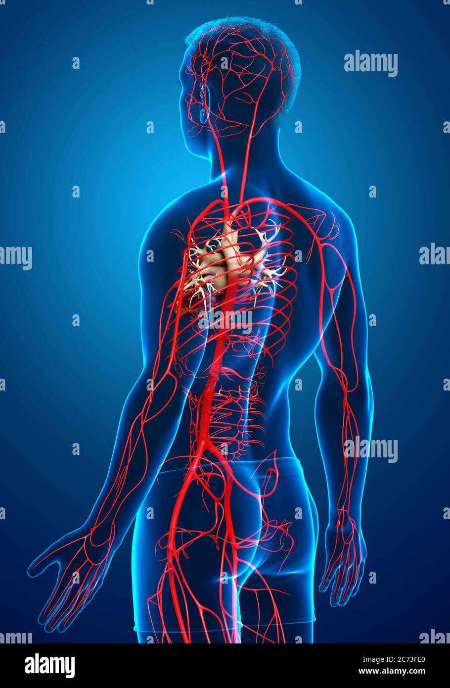 3d rendered medically accurate illustration of male arteries Stock ...