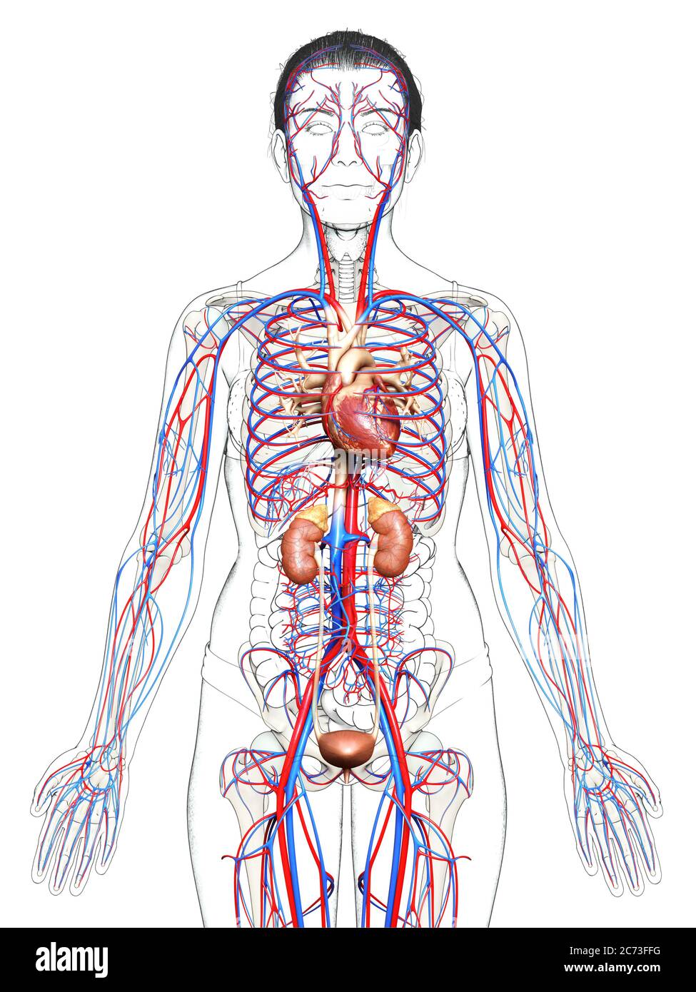 3d rendered, medically accurate illustration of the female kidneys and ...
