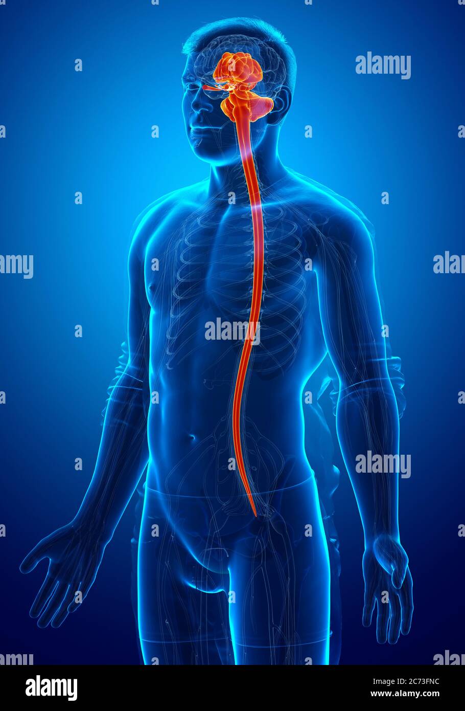 3d rendered medically accurate illustration of a female interior brain ...