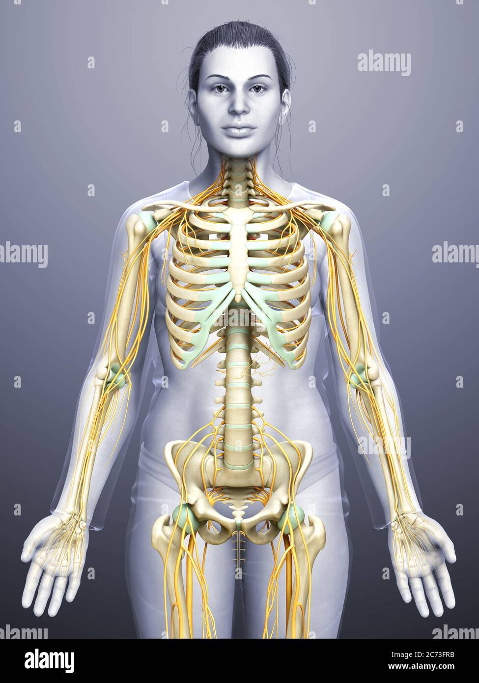 3d rendered medically accurate illustration ofa female nervous system ...