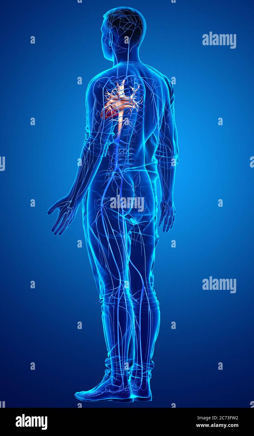 3d rendered medically accurate illustration of a male Veins anatomy ...