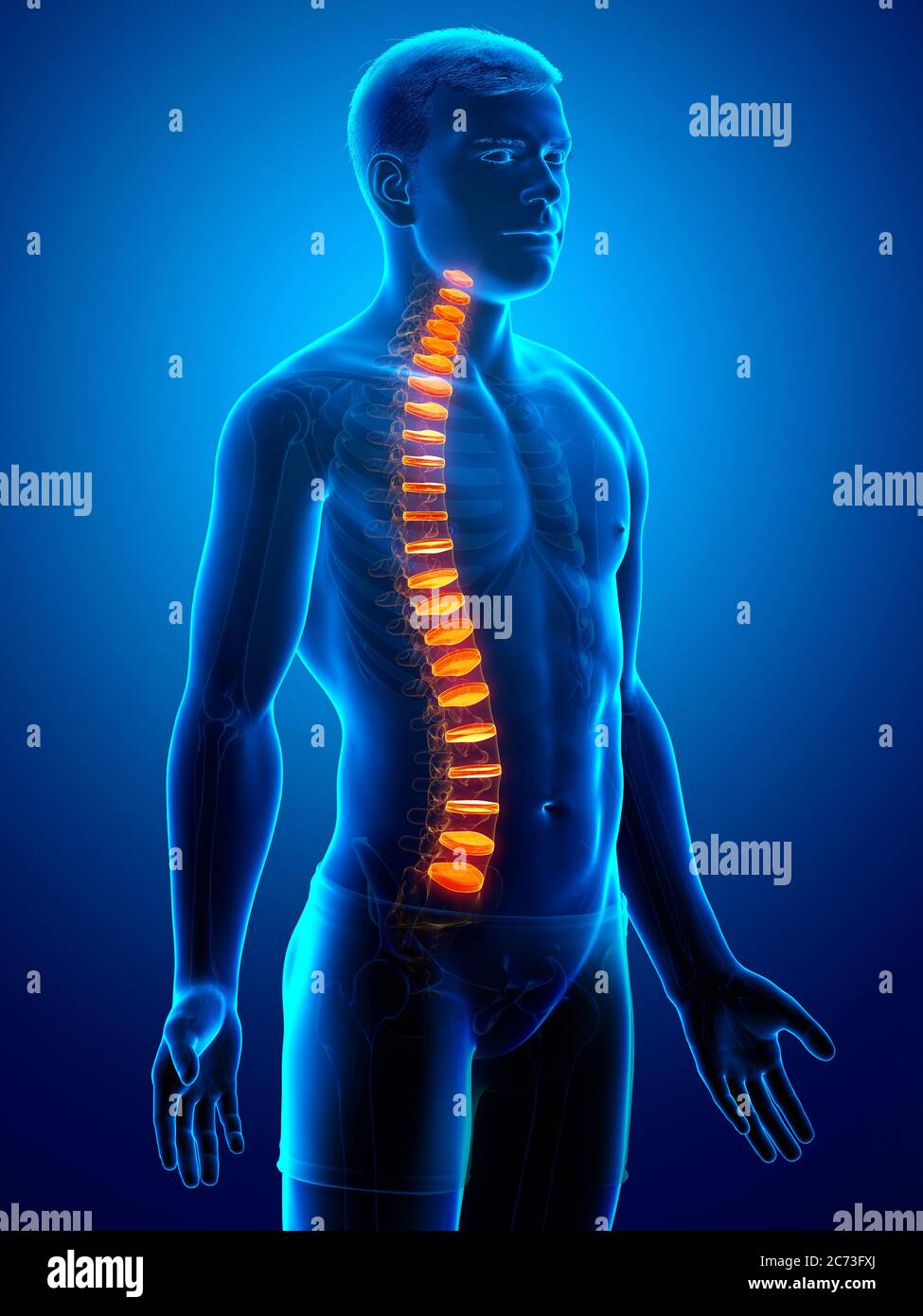 Backbone intervertebral disc anatomy Stock Photo - Alamy