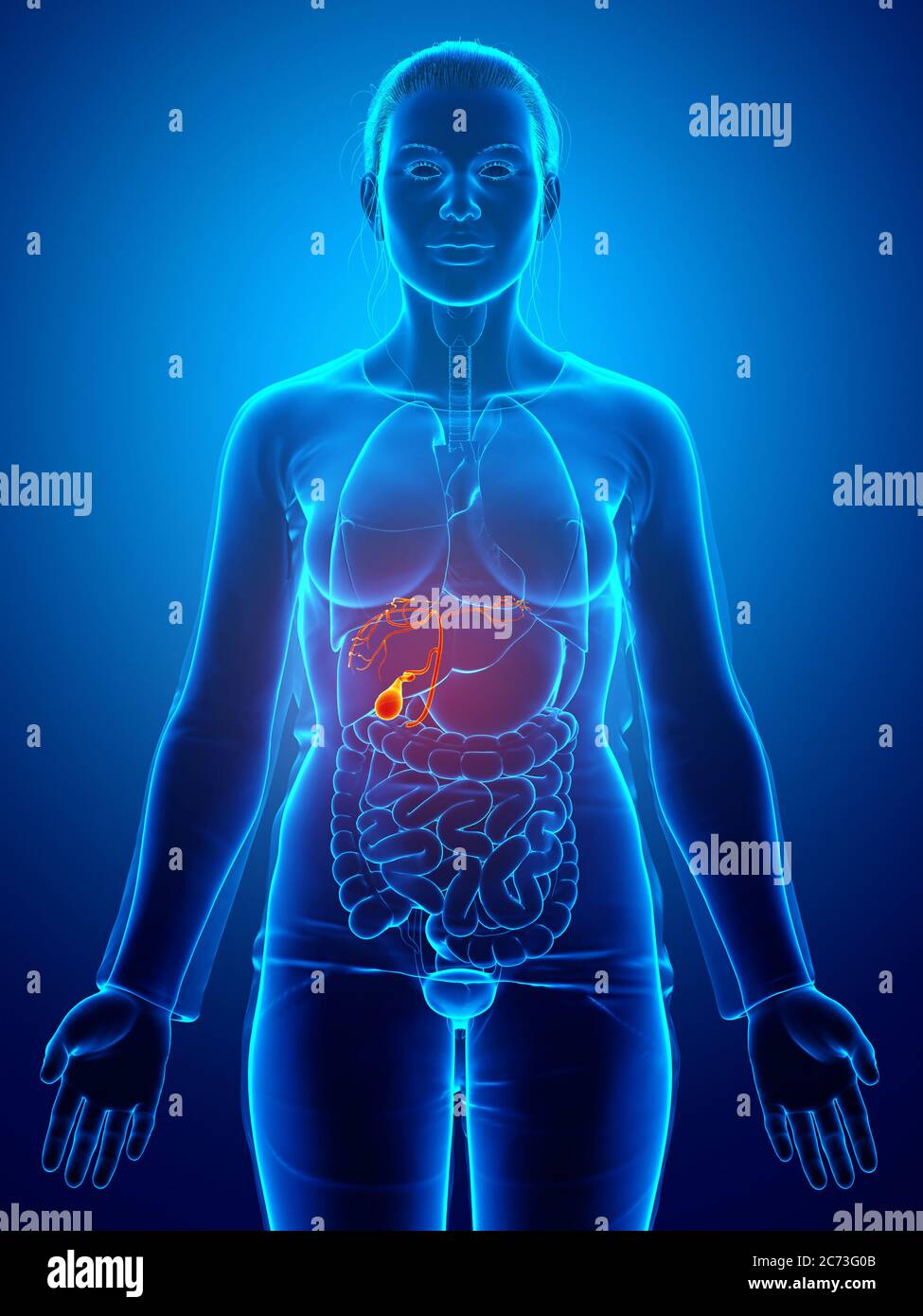 3d rendered medically accurate illustration of female Organs ...