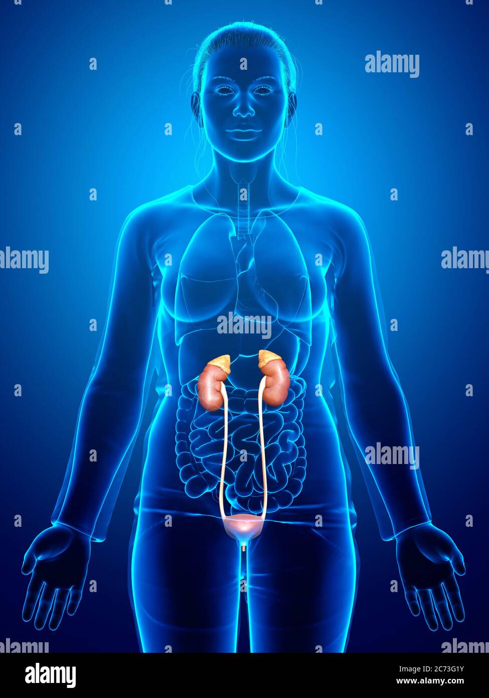 3d rendered, medically accurate illustration of female kidneys Stock ...