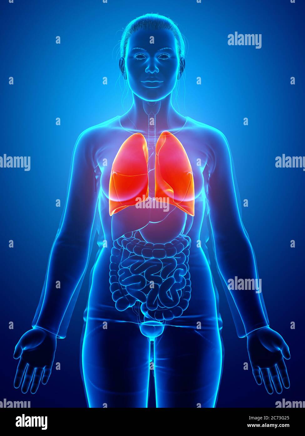 3d rendered, medically accurate illustration of a female lung anatomy ...