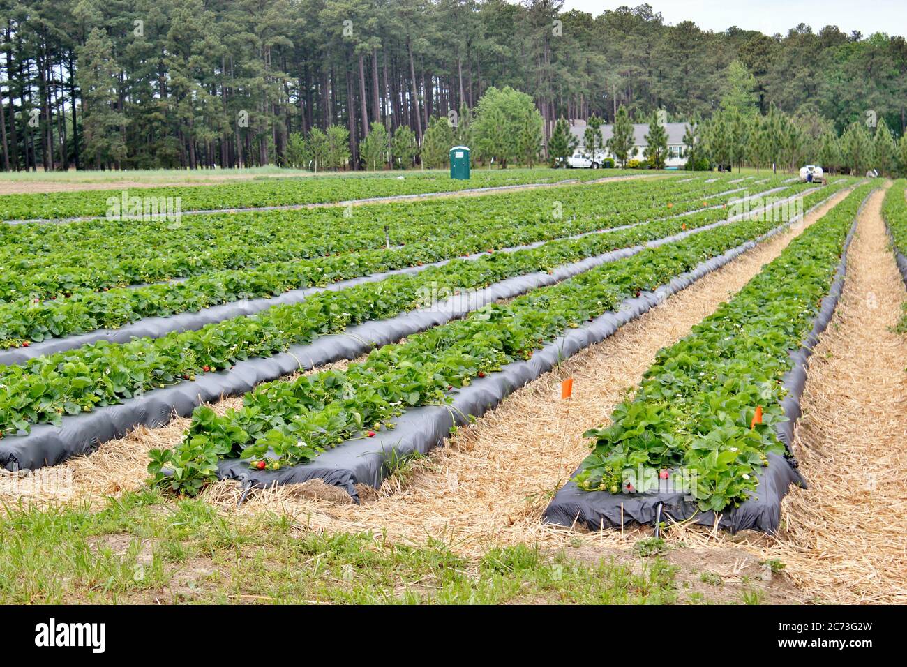 Field of strawberry plants Stock Photo - Alamy