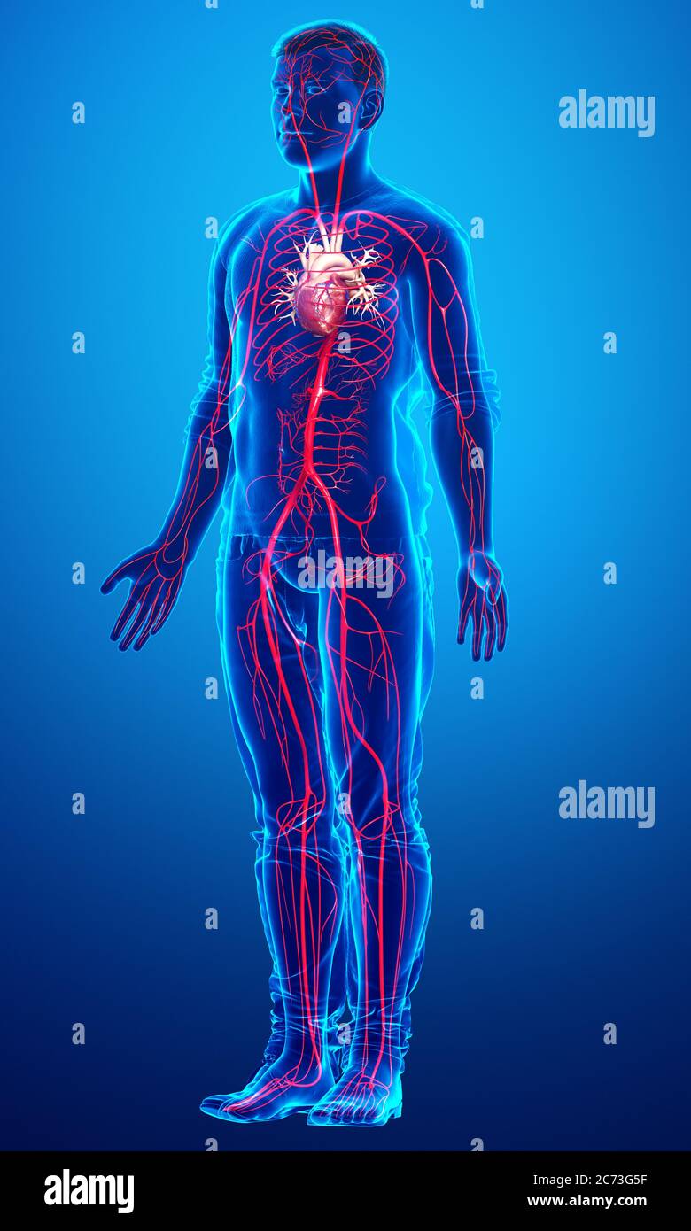 3d rendered medically accurate illustration of male arteries Stock ...