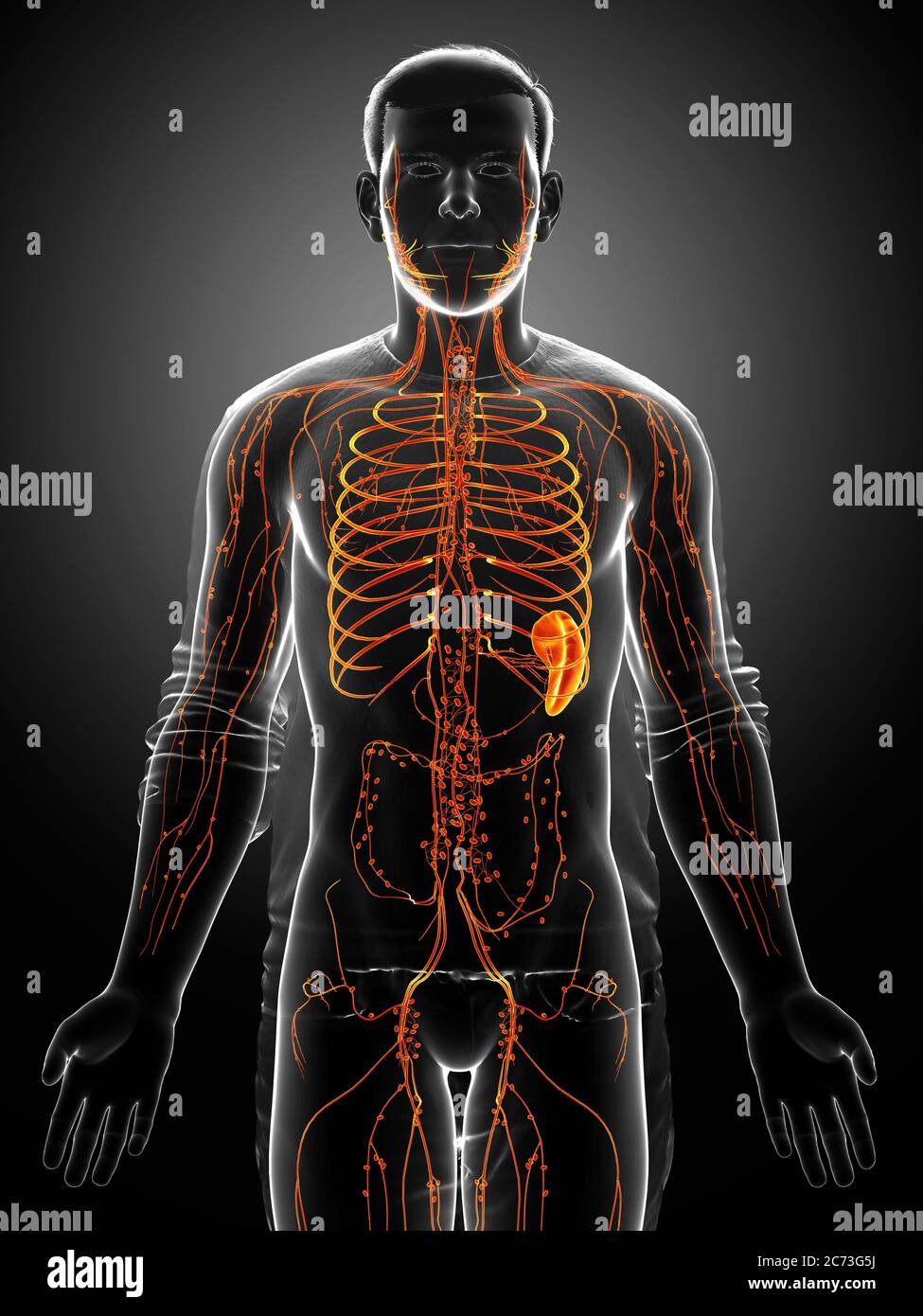 3d rendered, medically accurate illustration of a male lymphatic system ...