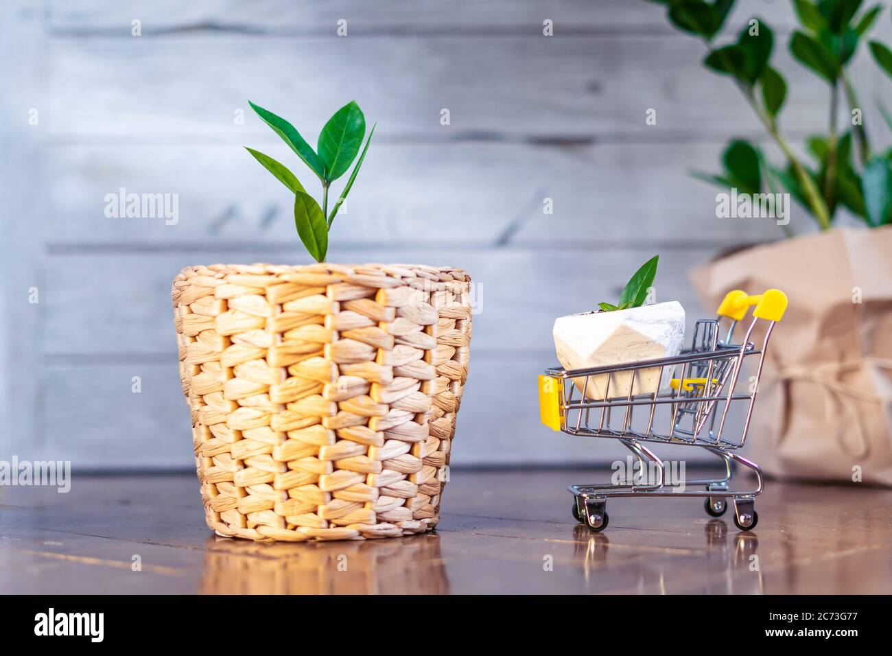 Sprout of a large and small Zamioculcas home plant in wicker pot and ...