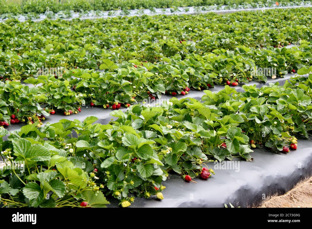 Field of strawberry plants Stock Photo - Alamy