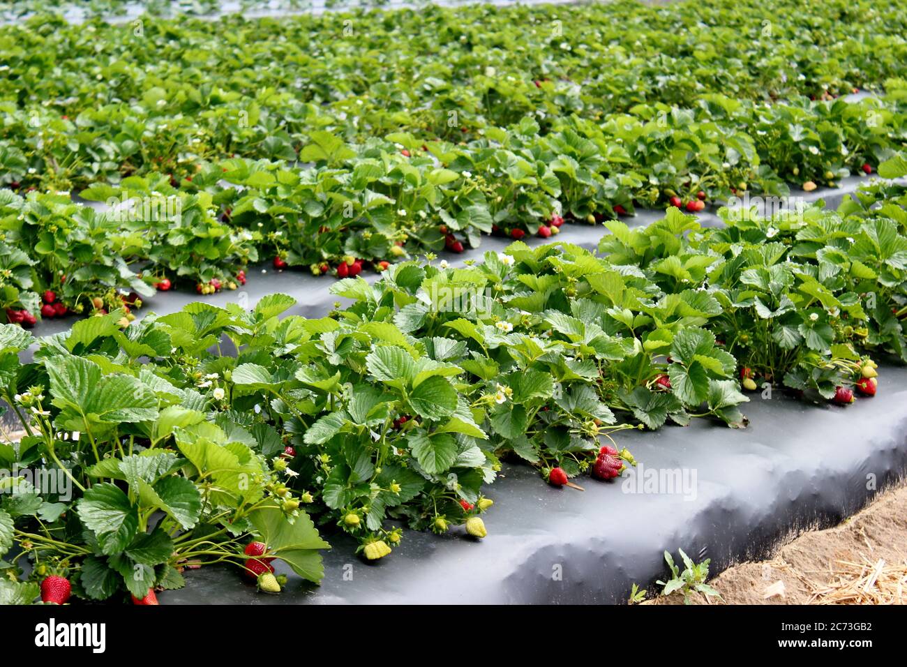 Field of strawberry plants Stock Photo - Alamy