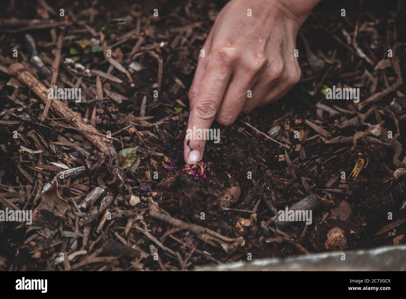 Growing beetroot from cutting, sprout or scrap. Close-up of hand of a ...