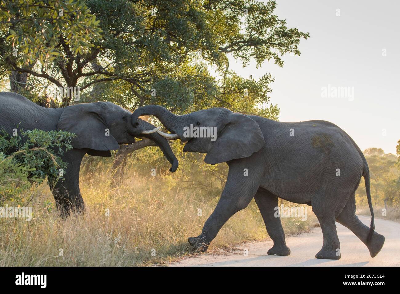 Elephants approaching their faces each other, Kruger National Park ...